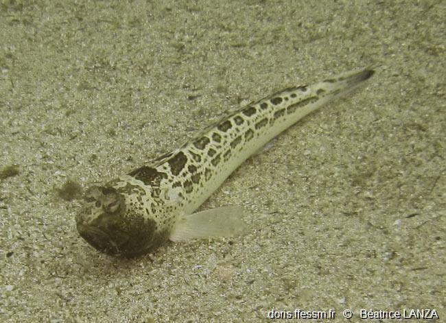 Trachinus radiatus | DORIS