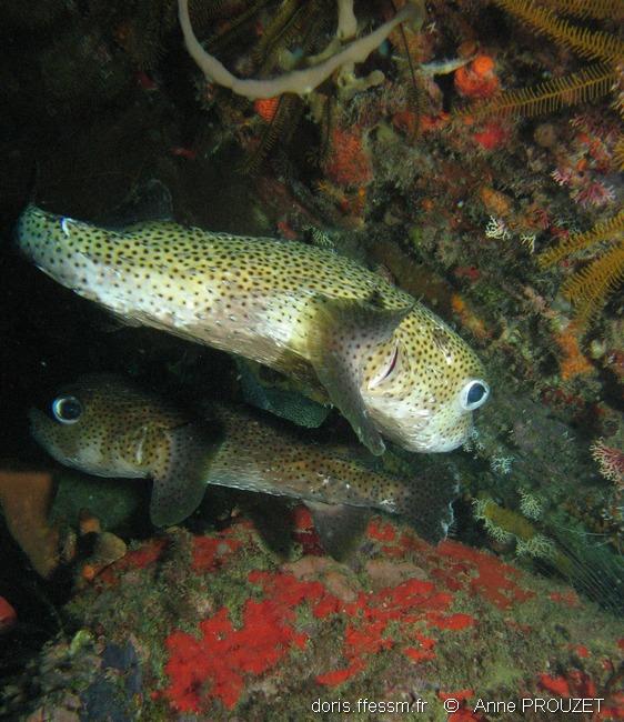 Diodon hystrix | DORIS