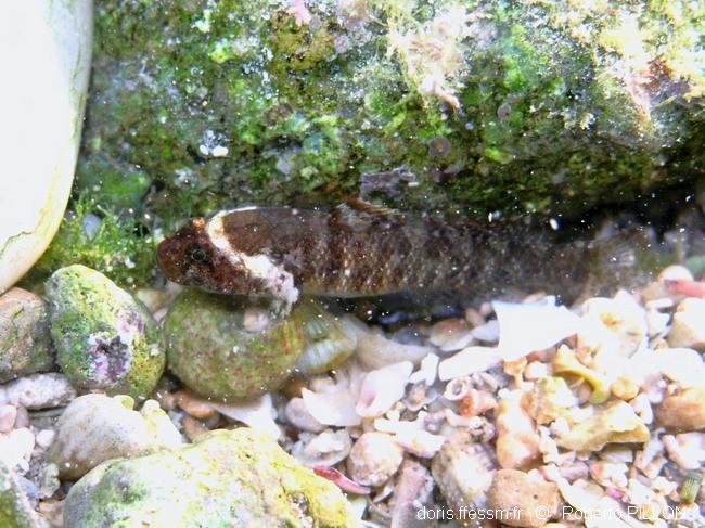 Zebrus zebrus | DORIS