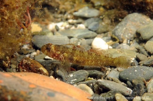 Zebrus zebrus | DORIS