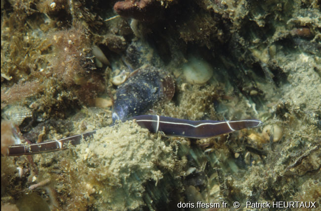 Tubulanus superbus | DORIS