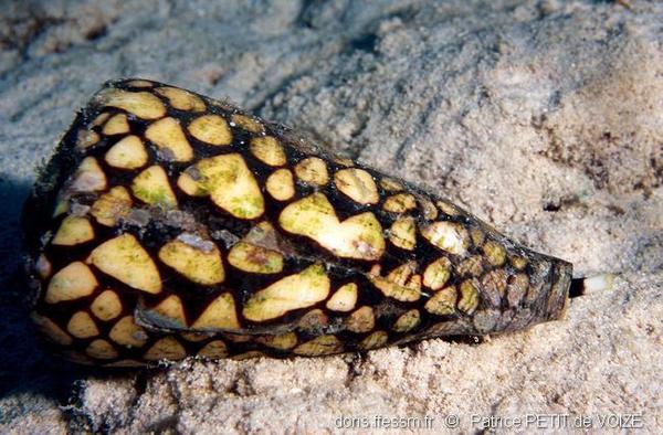 Conus marmoreus | DORIS