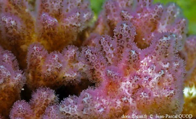 Zooxanthella spp. | DORIS