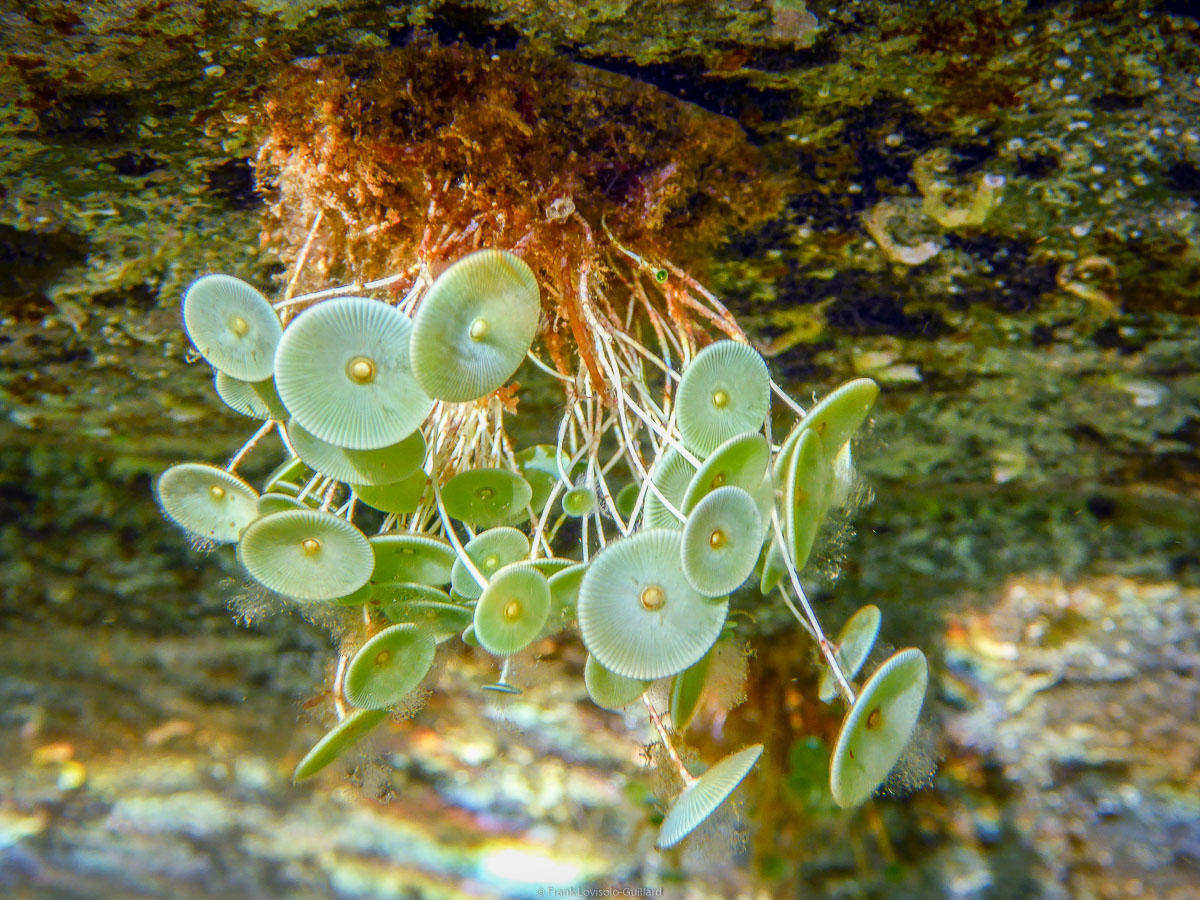 Acetabularia acetabulum | DORIS