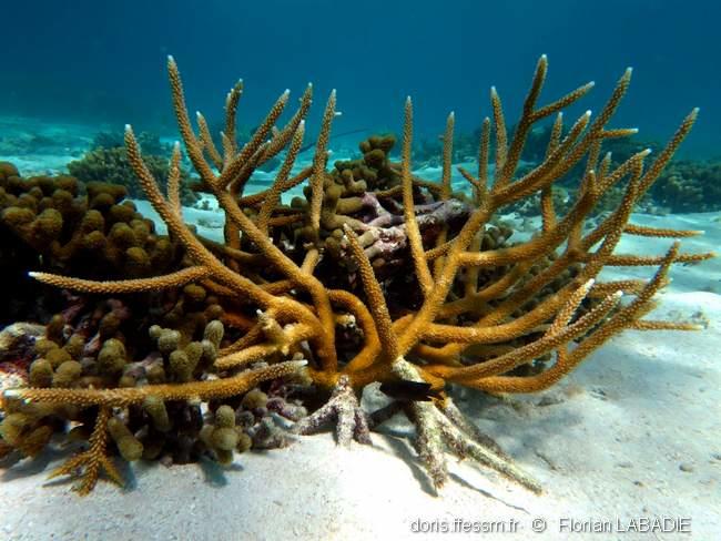 Acropora cervicornis | DORIS