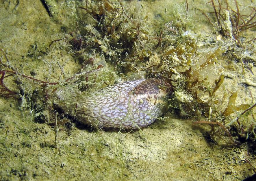 Akera bullata | DORIS