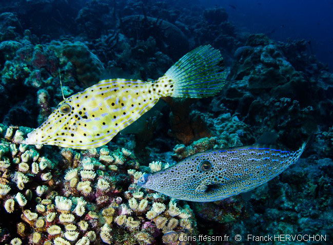 Aluterus scriptus | DORIS