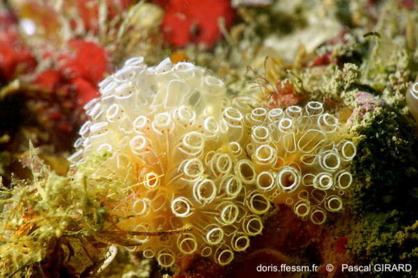 Aplidium sp. Med6 | DORIS