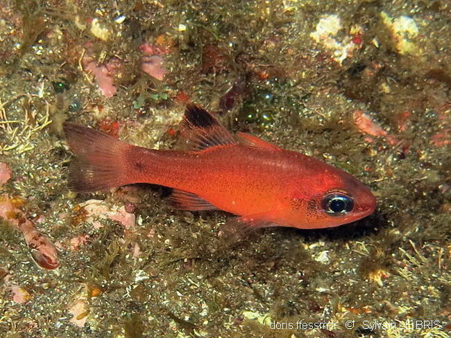 Apogon imberbis | DORIS