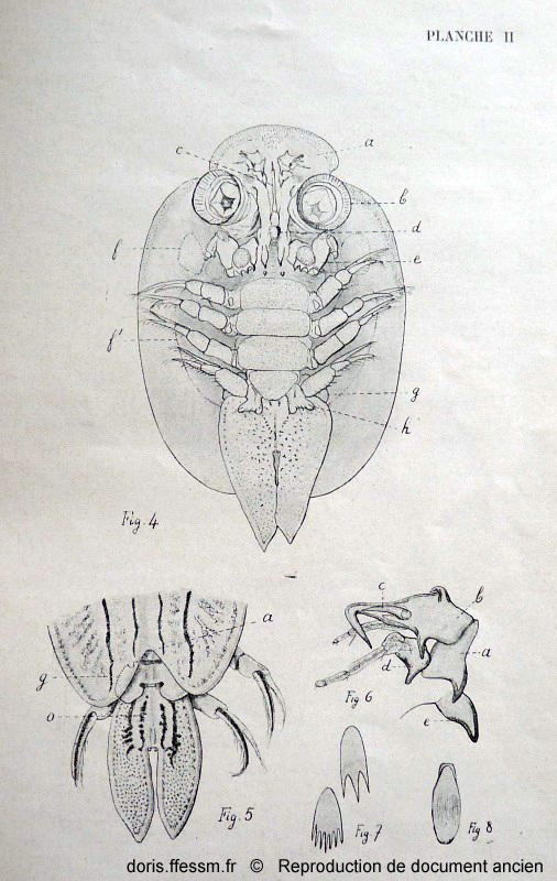 Argulus arcassonensis | DORIS