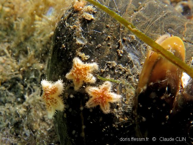 Asterias rubens | DORIS