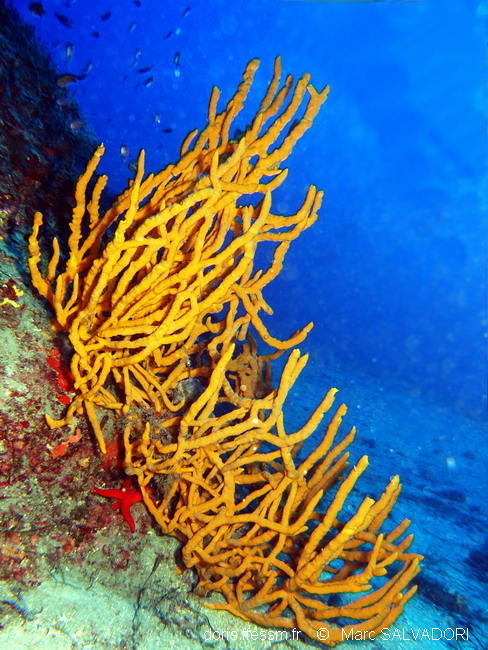 Axinella polypoides | DORIS