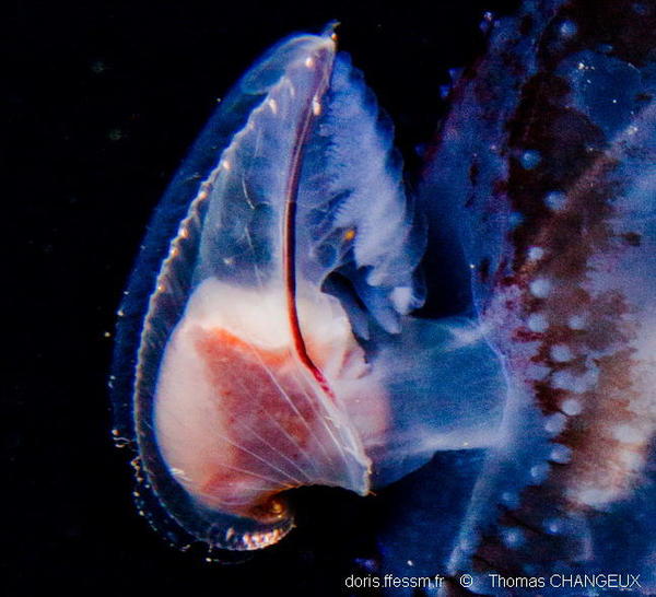 Carinaria lamarckii | DORIS