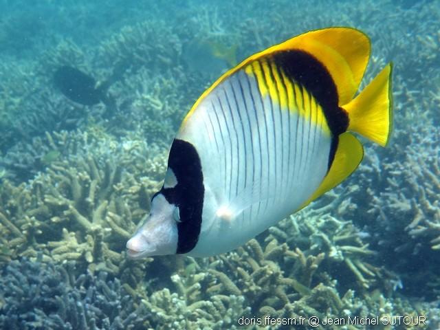 Chaetodon lineolatus | DORIS