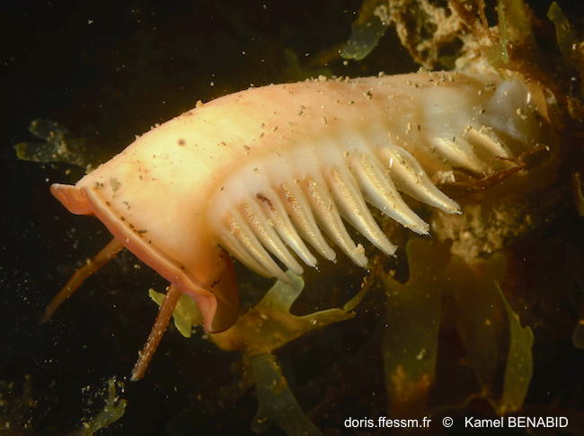 Chaetopterus variopedatus | DORIS