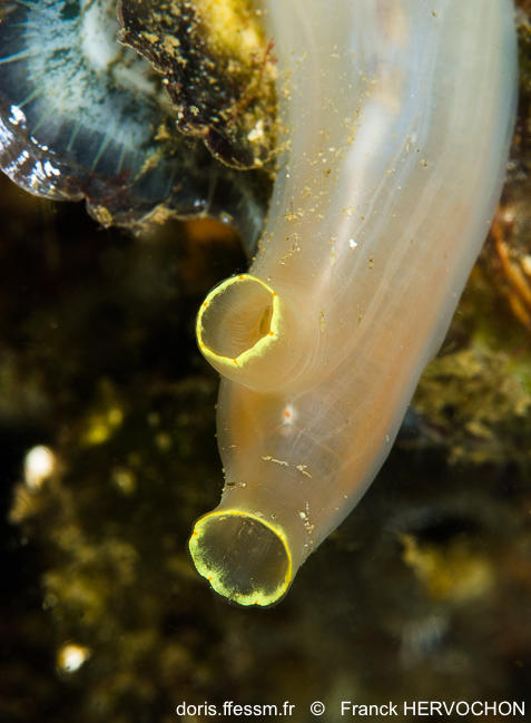 Ciona intestinalis | DORIS