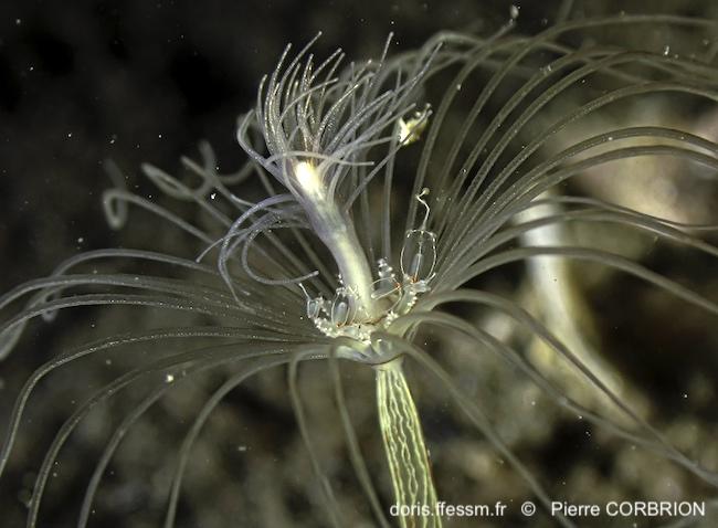 Corymorpha nutans | DORIS