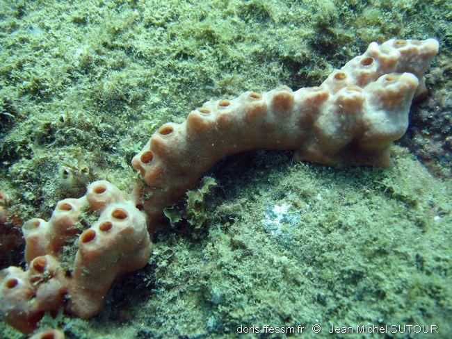 Desmapsamma anchorata | DORIS