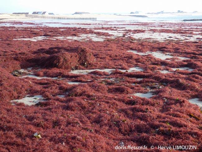 Gracilaria gracilis | DORIS