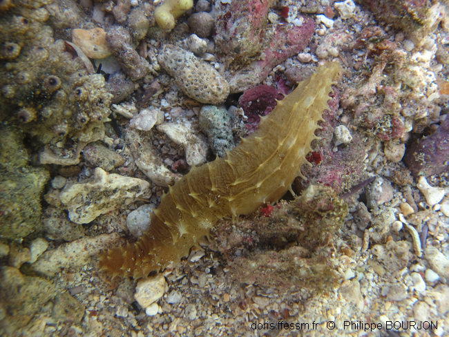 Holothuria (Mertensiothuria) hilla | DORIS