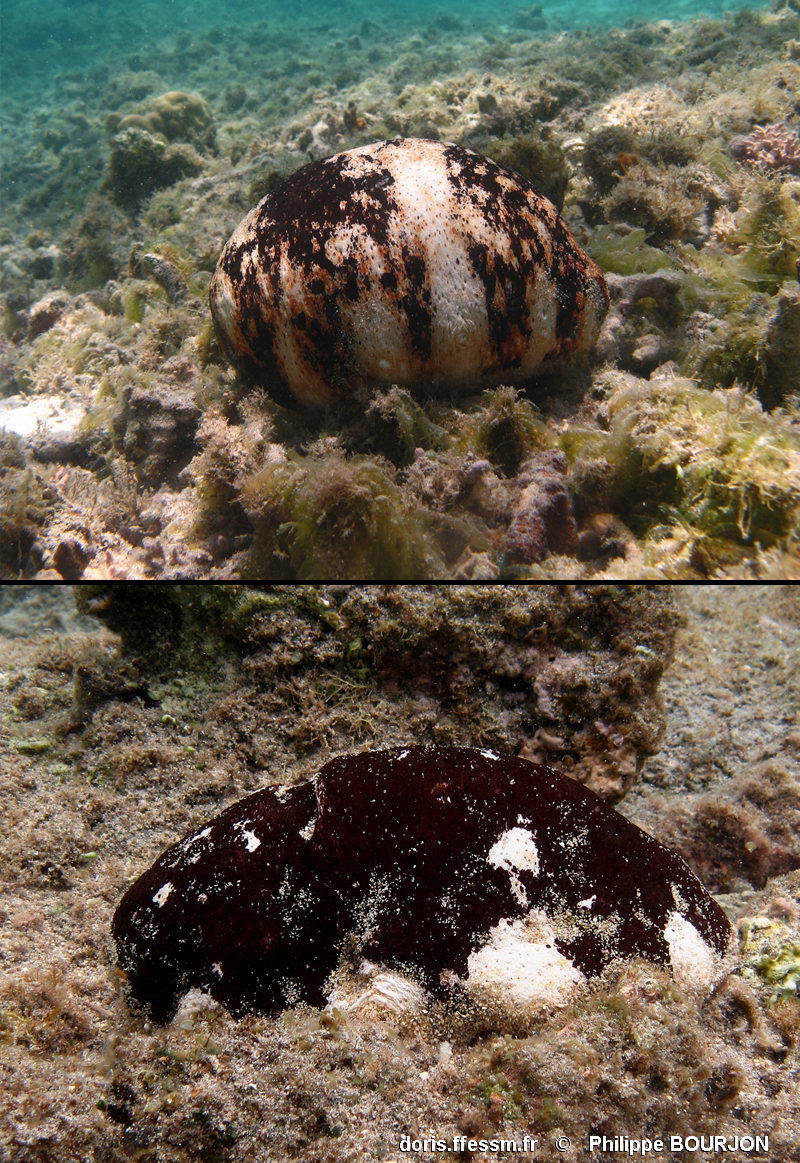 Holothuria (Microthele) nobilis | DORIS