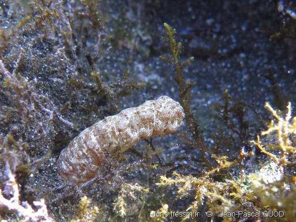 Isaurus tuberculatus | DORIS