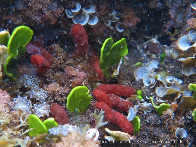 Isaurus tuberculatus | DORIS