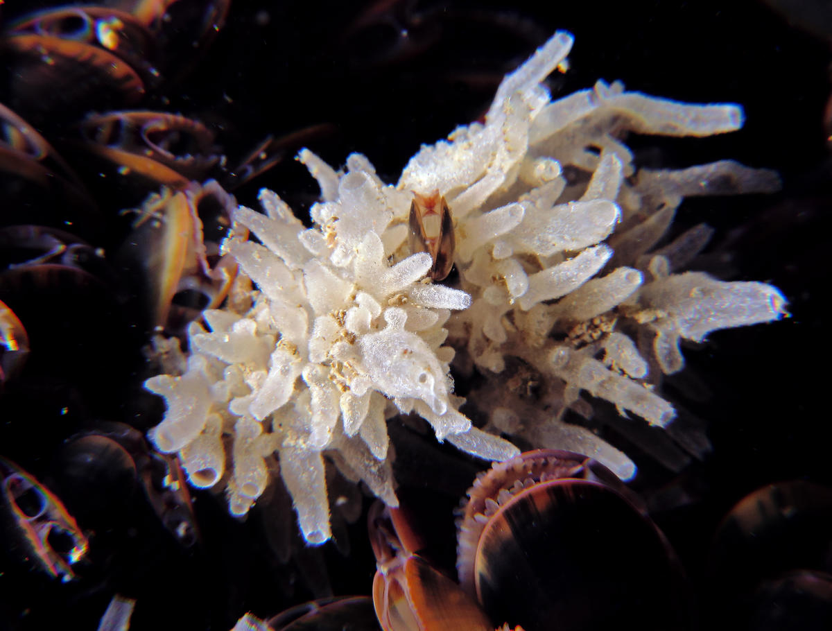 Leucosolenia variabilis | DORIS