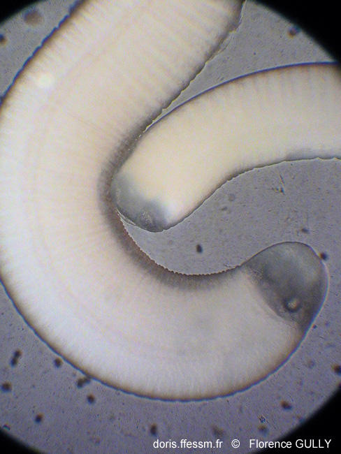 Nectonema agile | DORIS