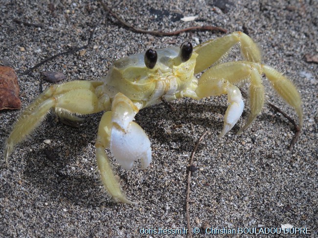 céphalothorax crabe