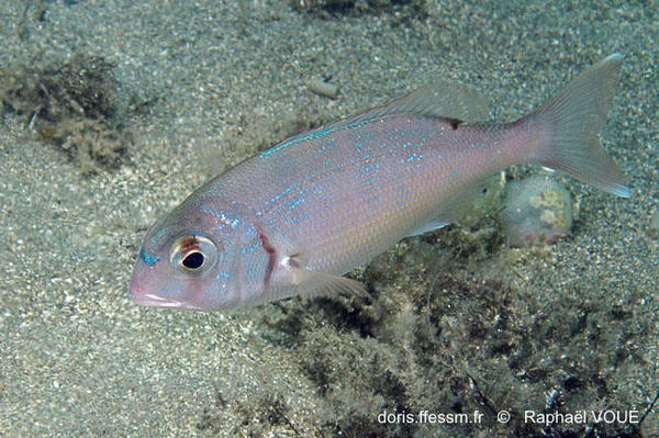 Pagrus pagrus | DORIS