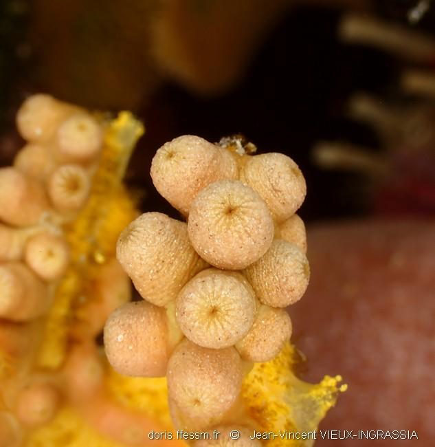 Parazoanthus axinellae | DORIS