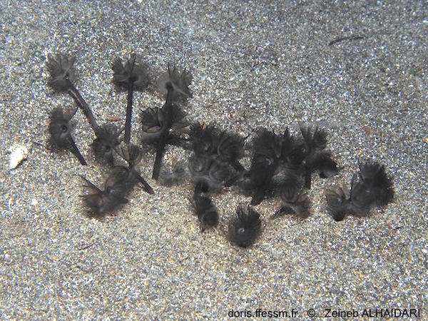 Phoronis australis | DORIS