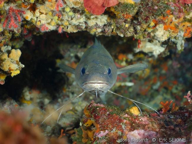 Phycis phycis | DORIS