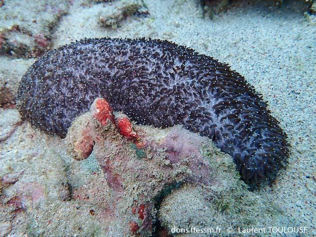 Polyphyllia talpina | DORIS