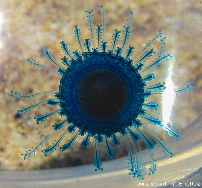 Porpita porpita | DORIS