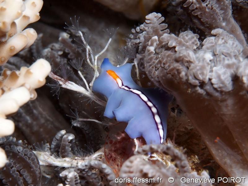 Pseudoceros bifurcus | DORIS