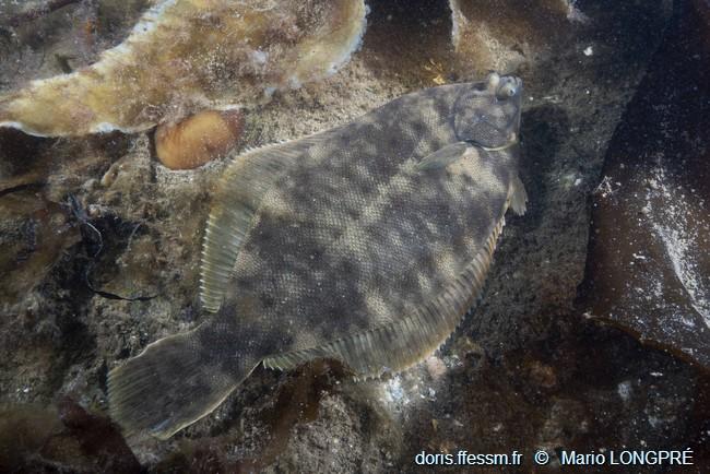 Pseudopleuronectes americanus | DORIS