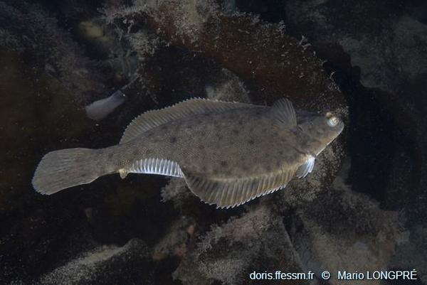Pseudopleuronectes americanus | DORIS