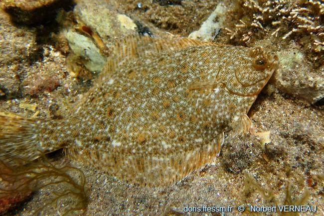 Pseudopleuronectes americanus | DORIS