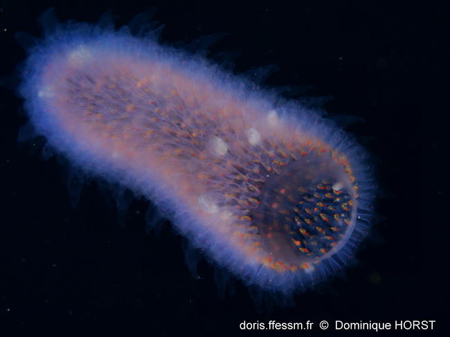 Pyrosoma atlanticum | DORIS