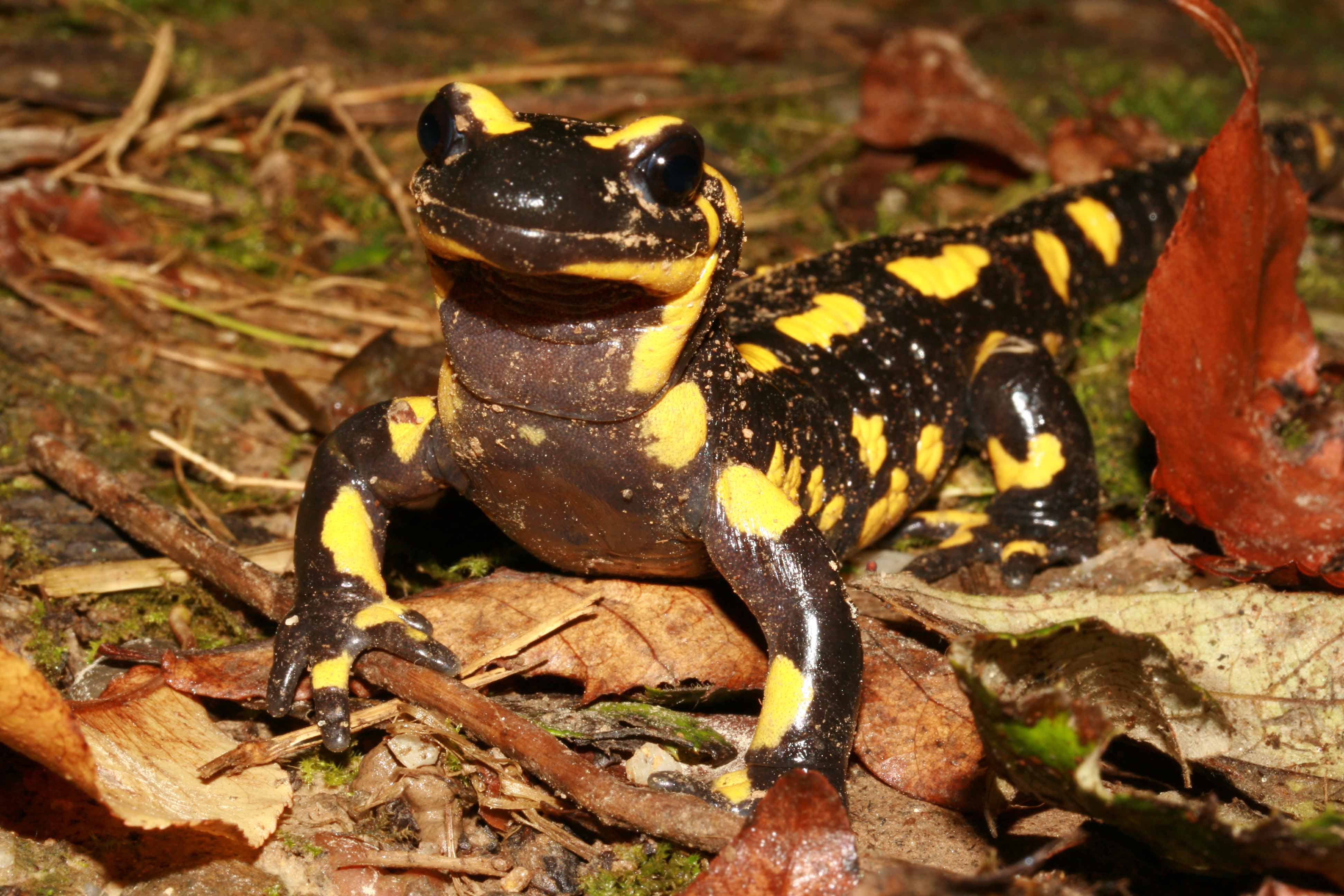 Salamandra salamandra | DORIS