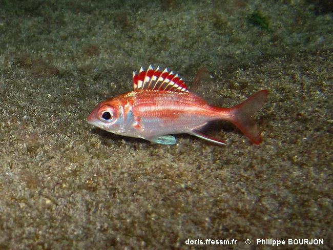 Sargocentron punctatissimum | DORIS