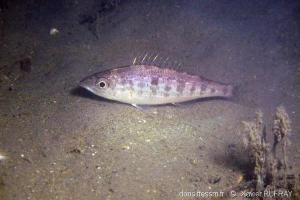 Spicara flexuosa | DORIS