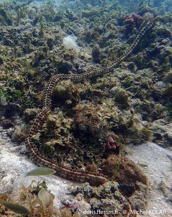 Synapta maculata | DORIS