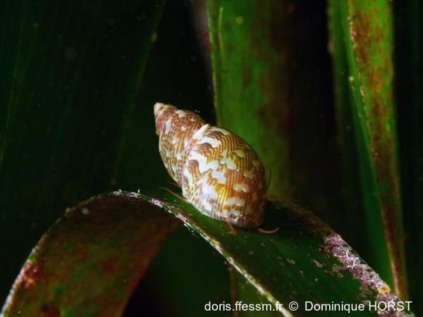 Tricolia speciosa | DORIS