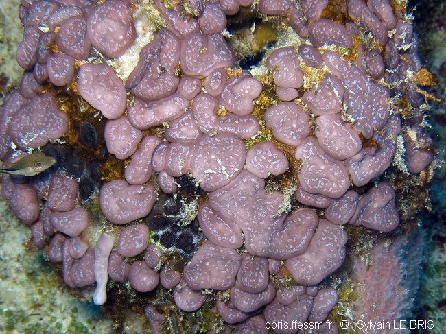 Trididemnum cyanophorum | DORIS